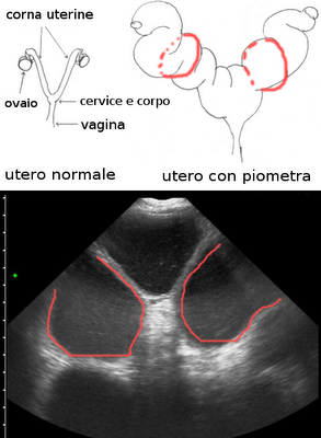 Blog do Pet Real: Piometra