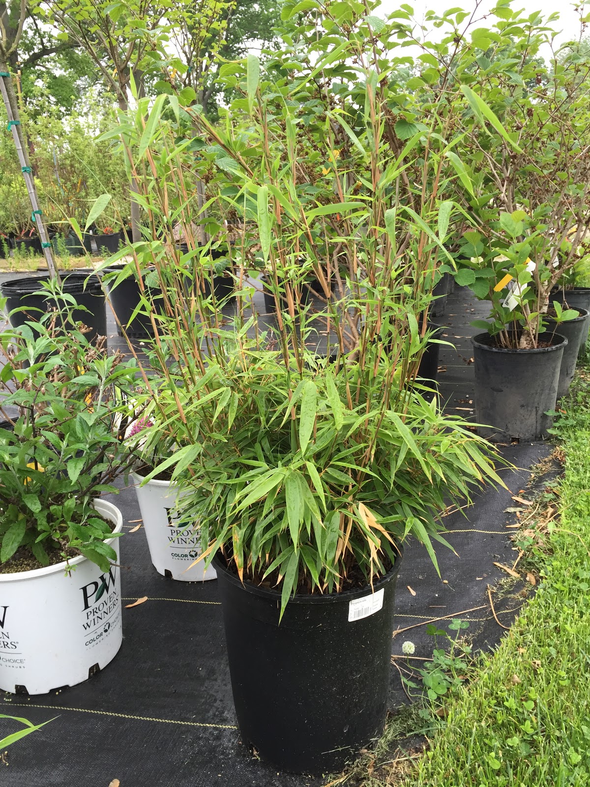 Green Panda Bamboo Bushy Growth and Tall Stalks [Backyard Neophyte ...