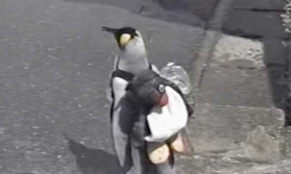 Amazing Fact Penguin Walks Alone Wearing A Backpack To Collect Fish ...
