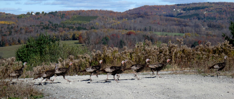 The Joyce Road Neighborhood: Fall Turkeys