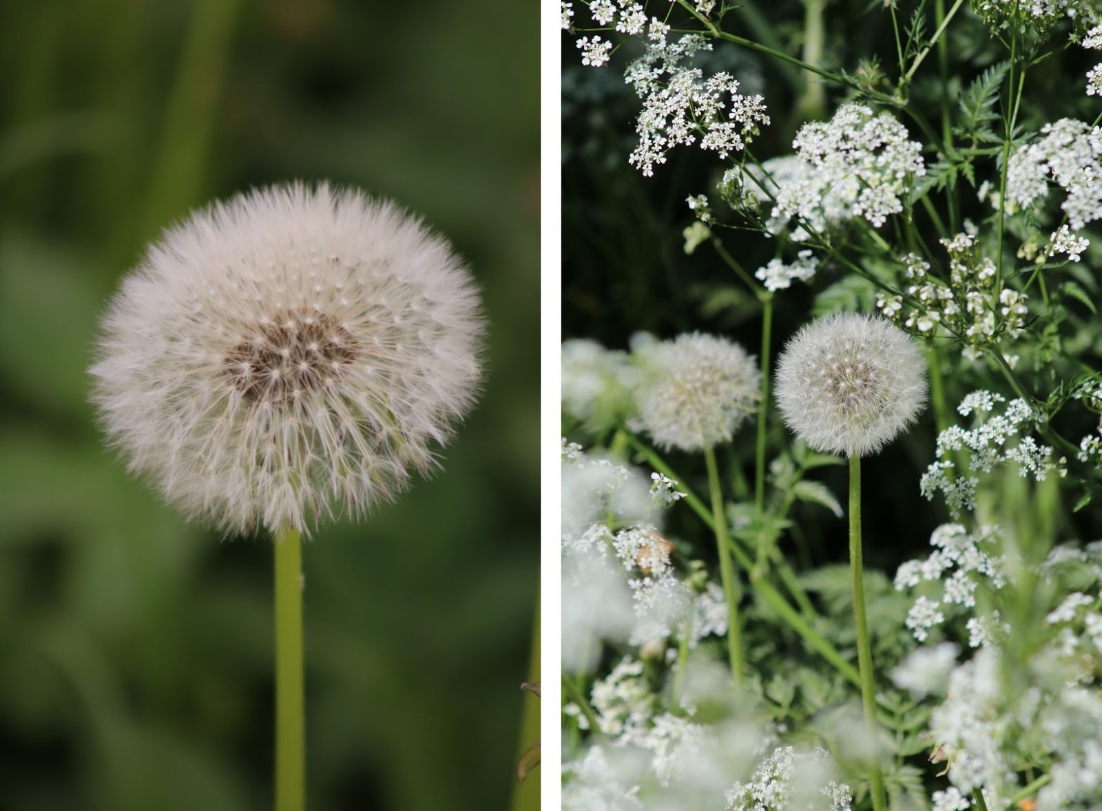 Meine grüne Wiese: Pusteblume
