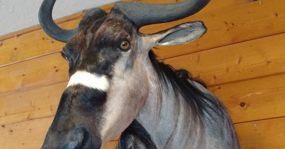 Taxidermy services North San Diego County California: Taxidermy San Diego African mounts