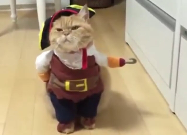 Adorable: Video de "gato pirata" ha logrado millones de visitas en sólo ...