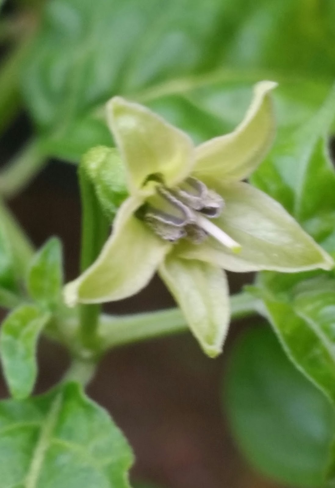 Warisan Petani: Pokok Cili Padi.