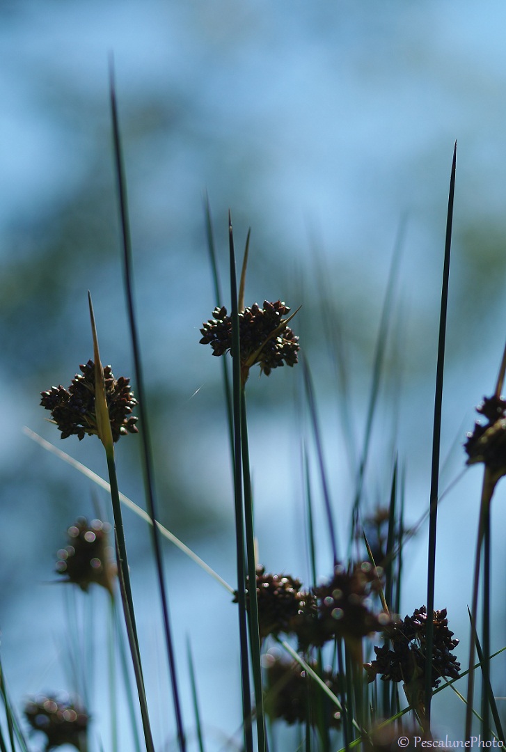 Flore de Camargue: Juncus acutus, Jonc piquant
