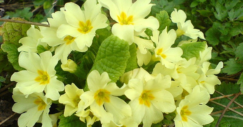 PRIMROSE AND COWSLIP PESTS AND DISEASES |The Garden of Eaden