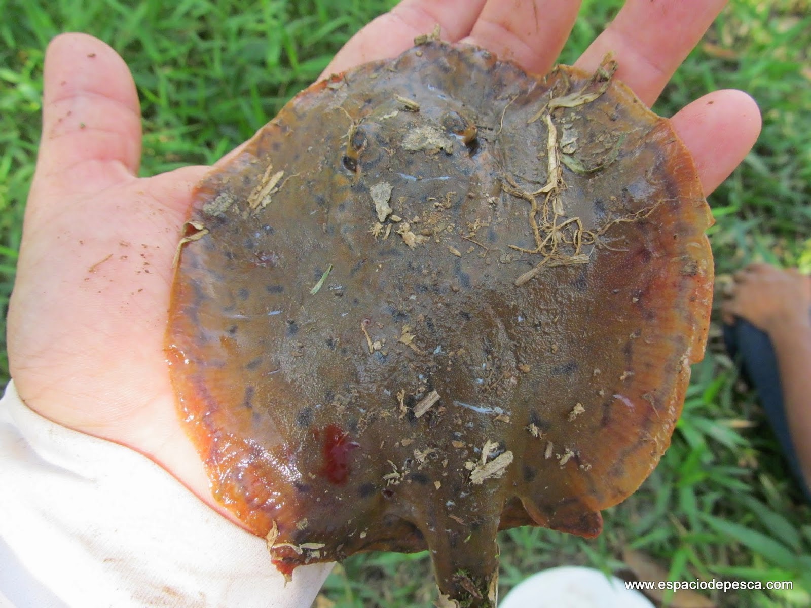 Canal Llanero : LA RAYA DEL RIO