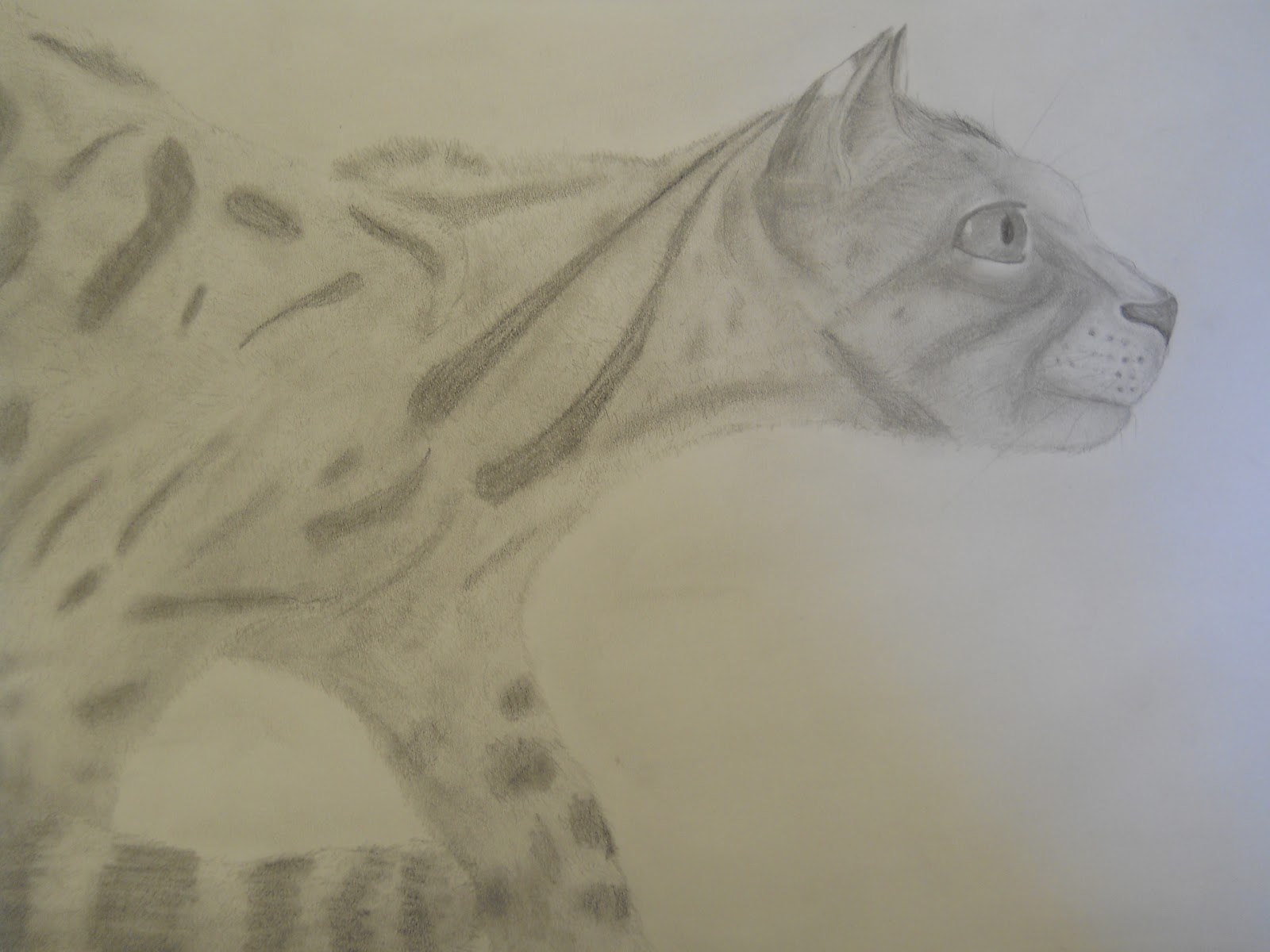 Creative Expressions: Wild Animal Drawings in Pencil and Previews