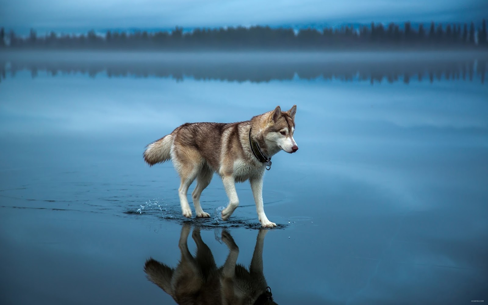 Husky walks across a frozen lake after rain. ~ Tech 4U Hub