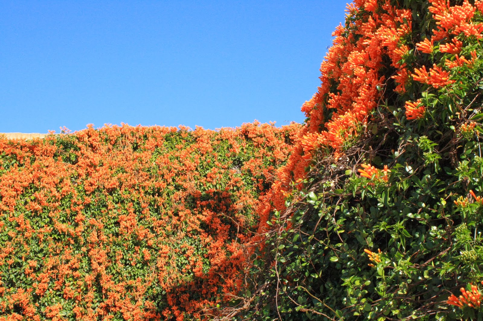 Kevin Songer, Journaling Organic Languages of Nature: Florida Green ...
