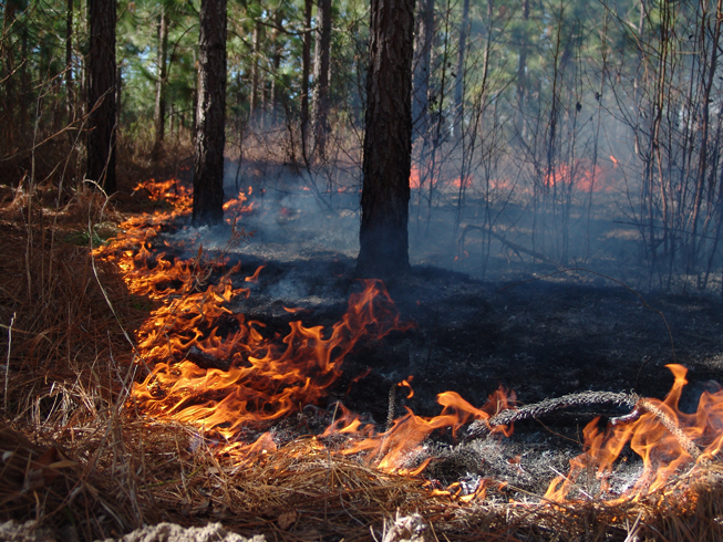 Audubon South Carolina: Burning Longleaf Pine Stands