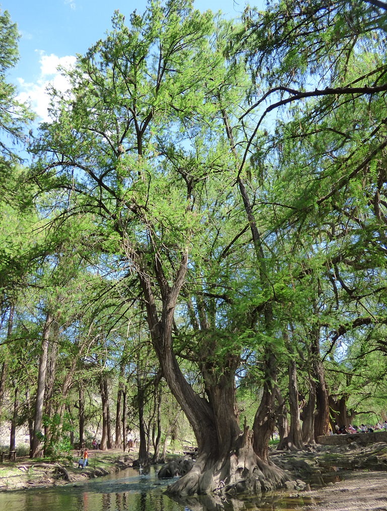 Trees Planet: Taxodium mucronatum – Montezuma Bald Cypress