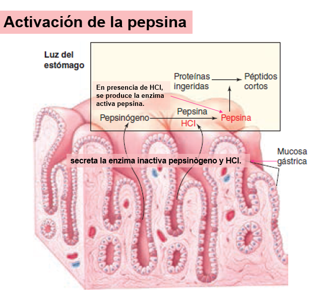 Secreción de ácido gástrico por la célula parietal, Activación de la ...