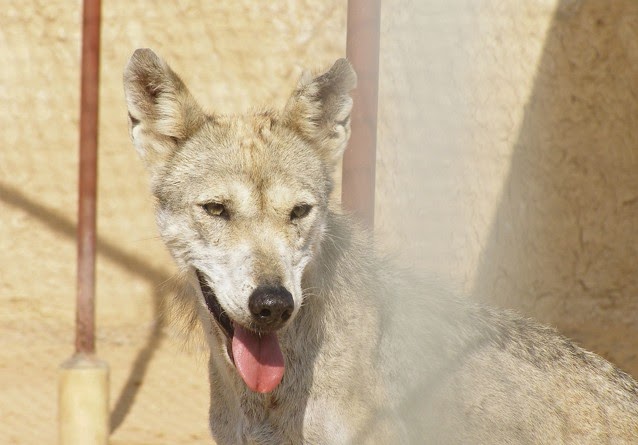 Amazing desert animals. | cara delevingne blog