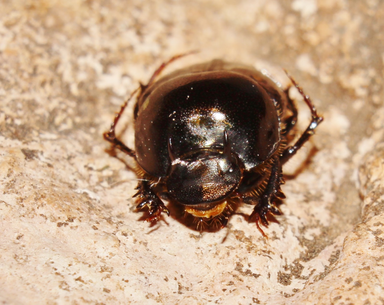 Biodiversity of Cyprus by NGO Protection of the Natural Heritage and ...