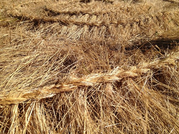 The Grackle: Woven Grass