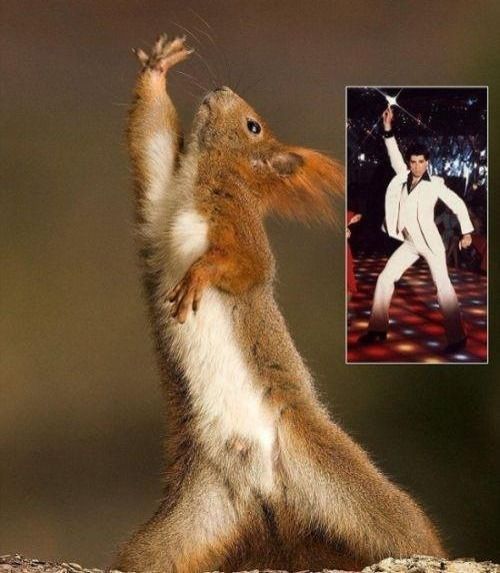 Curiosidades do Brasil e do Mundo: Esquilo é fotografado "dançando ...
