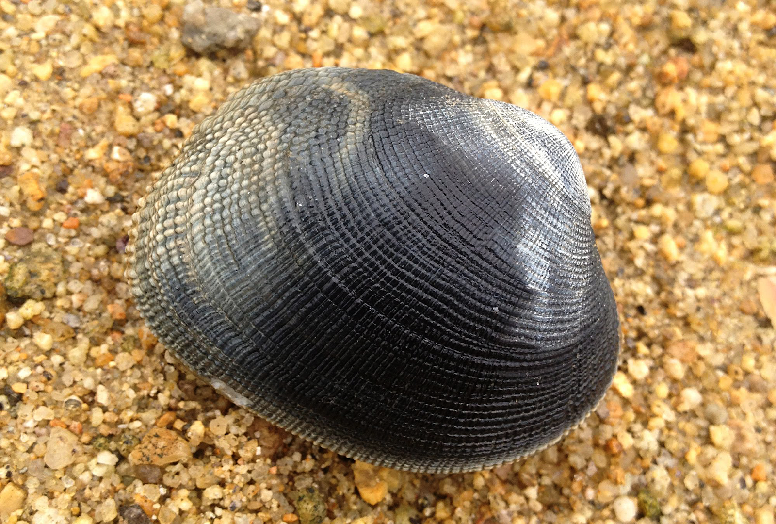 Les mollusques - LABRAX56