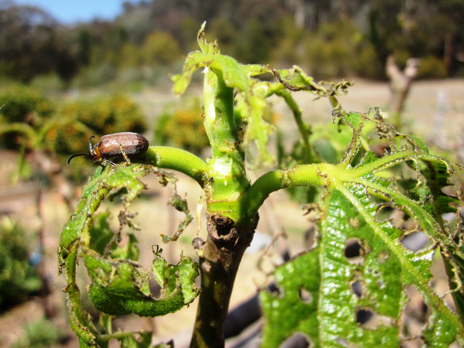 "The Drip" Mudgee: September 2011