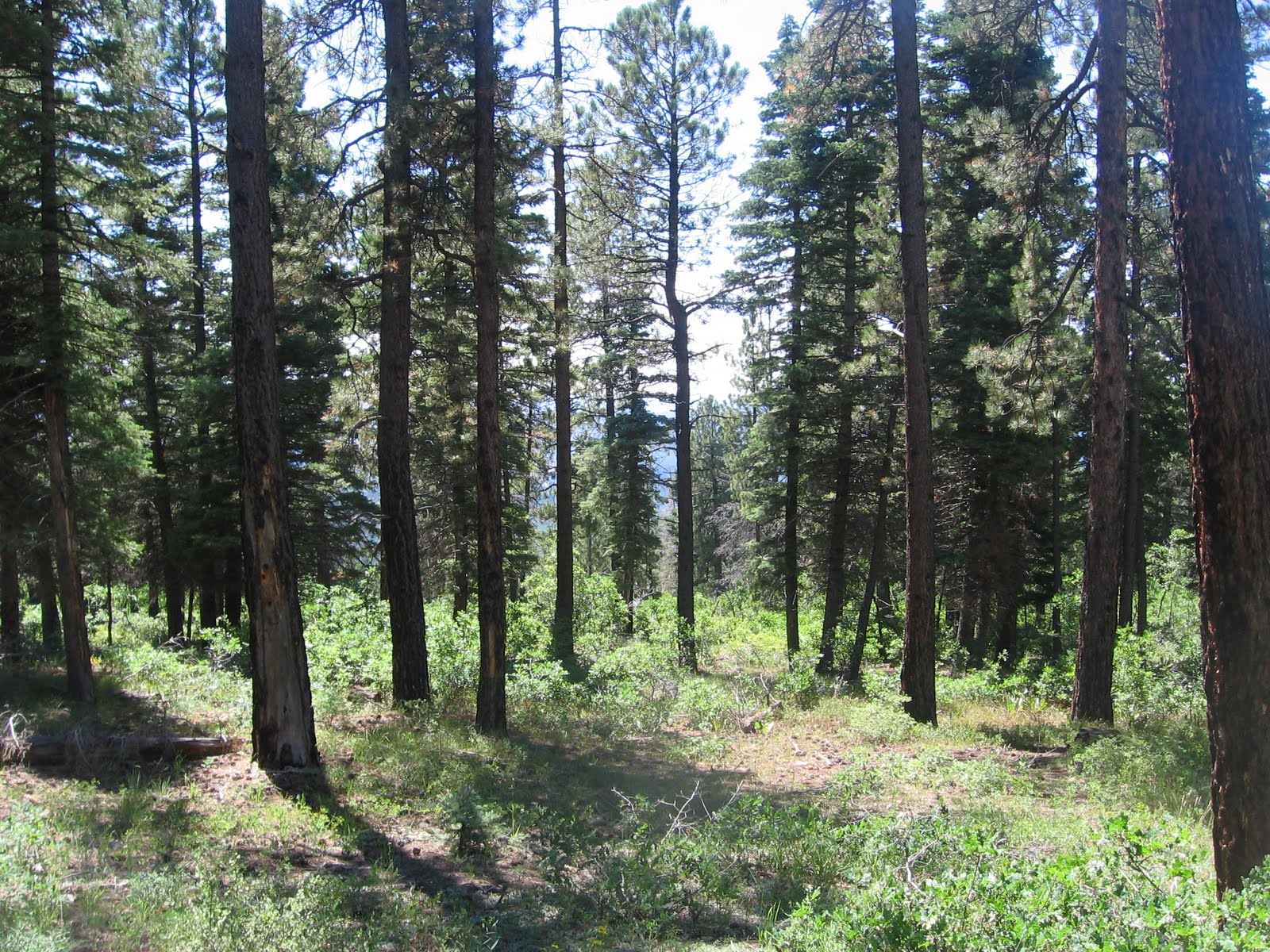 Four Corners Hikes-Dolores River Valley Colorado: Animas Overlook Trail