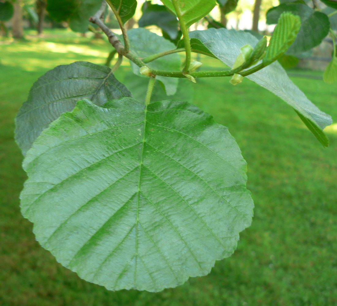 Á R B O L E S (T R E E S) y P A L M E R A S (P A L M S): Alnus ...