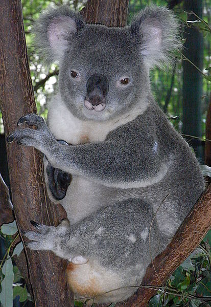 Amazing Koala: Endangered Species, Koalas Facts, Photos, Information ...