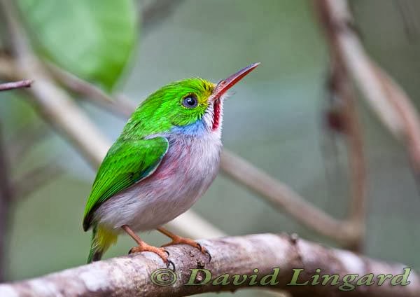 Tierra de Calaos y del Martín pescador: Barrancolí cubano (Todus ...