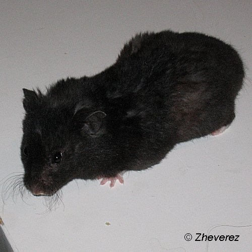 Färger | Guldhamster Hörnan