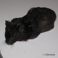 Färger | Guldhamster Hörnan