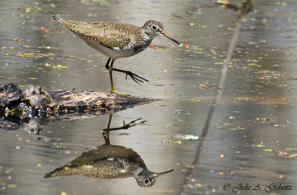Birding Is Fun!: A Bounty of Beautiful Birds