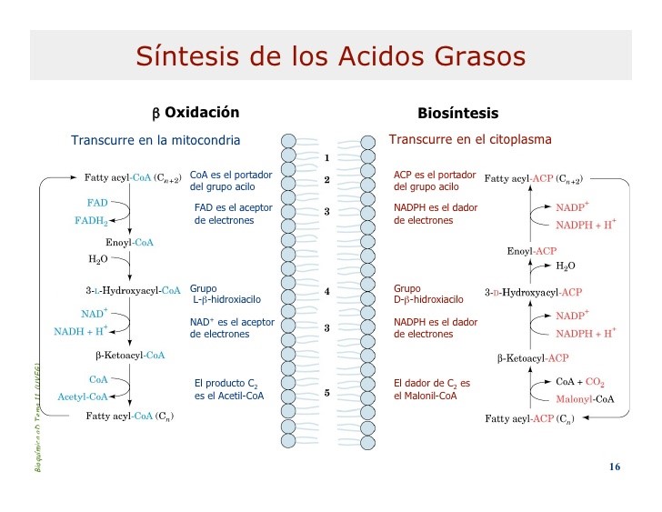 Síntesis de ácidos grasos: Diferencia entre síntesis de ácidos grasos y ... Síntesis de ácidos grasos: Diferencia entre síntesis de ácidos grasos y ...