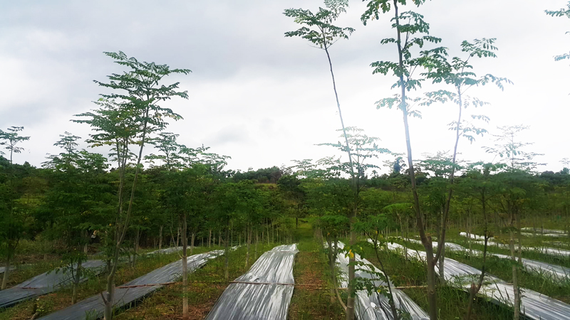 Moringa Farm / MalunggayLife Agri Farm Philippines: Malunggay Life ...