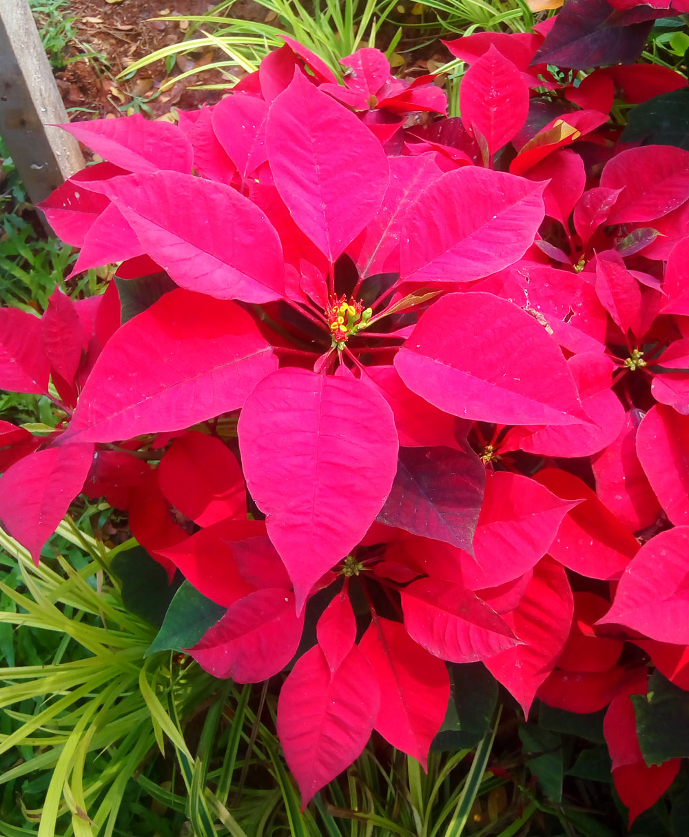 Bunga Kastuba Red Color