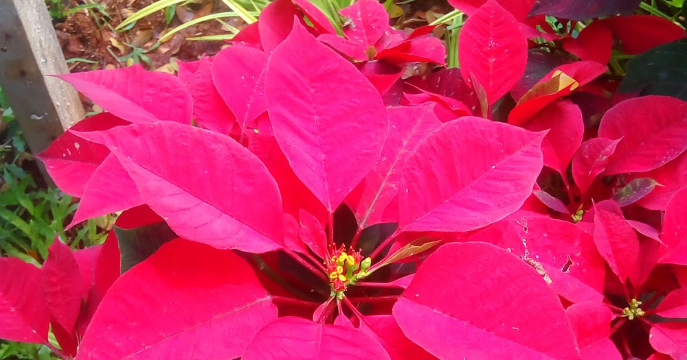 Bunga Kastuba Red Color