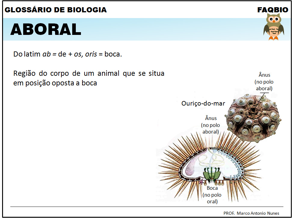 FAQBIO - Apoio ao Estudo de Biologia: Glossário de biologia: aboral