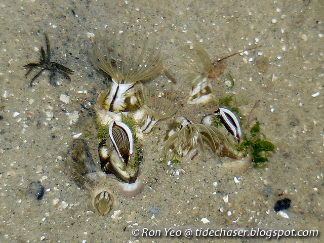 tHE tiDE cHAsER: Barnacles (Phylum Arthropoda: Infraclass Cirripedia ...