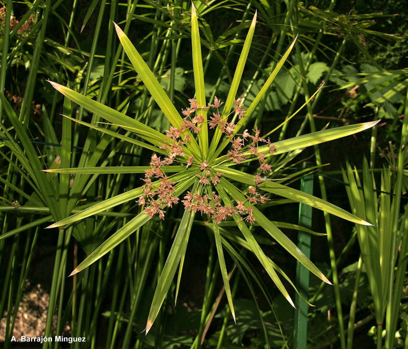 Naturaleza Viva: Cyperus involucratus Rottb. Fam: Cyperaceae