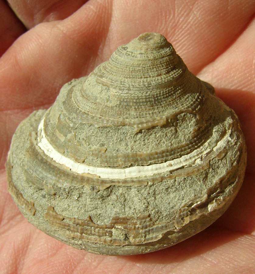 MUSEO PALEONTOLÓGICO DE SOBRARBE: ARCHITECTONICA