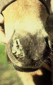 Horse Life and Love: All About ... Equine Influenza (Flu)