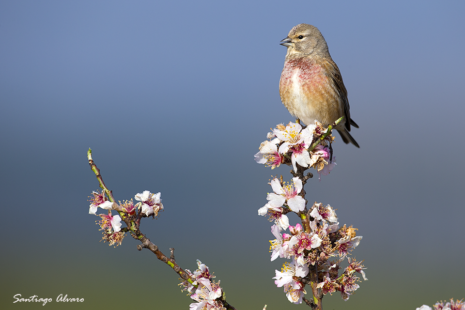 PARDILLO COMÚN | Mirada