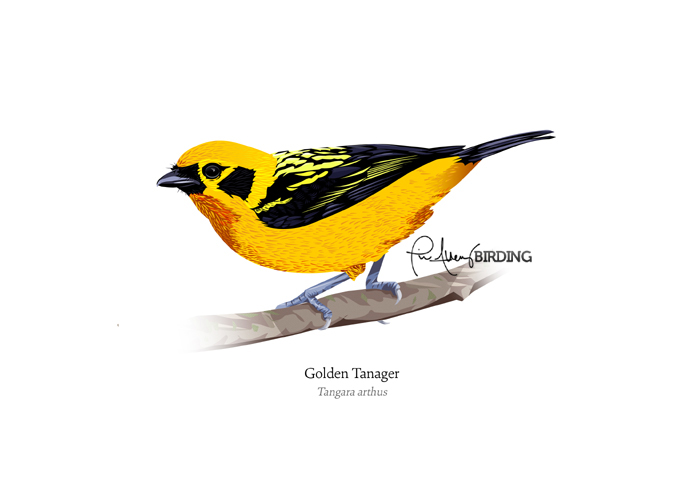 Utah Birders | Birding Blog, Utah Birds, Utah Birding, Utah Bird ID: A ...