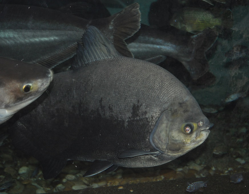 ZOOTOGRAFIANDO (5.836 ANIMALS): PIRAPITINGA / PIRAPITINGA (Piaractus ...