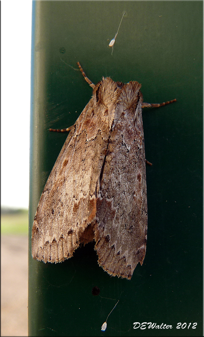 The Home Bug Garden: Moth Week 6: Blacklighting for Moths - Updated