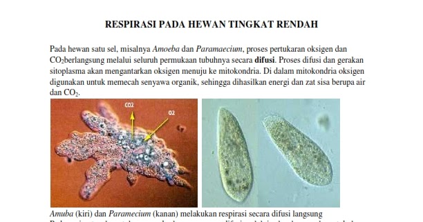 MATERI TUGAS SINGKAT: RESPIRASI PADA HEWAN TINGKAT RENDAH
