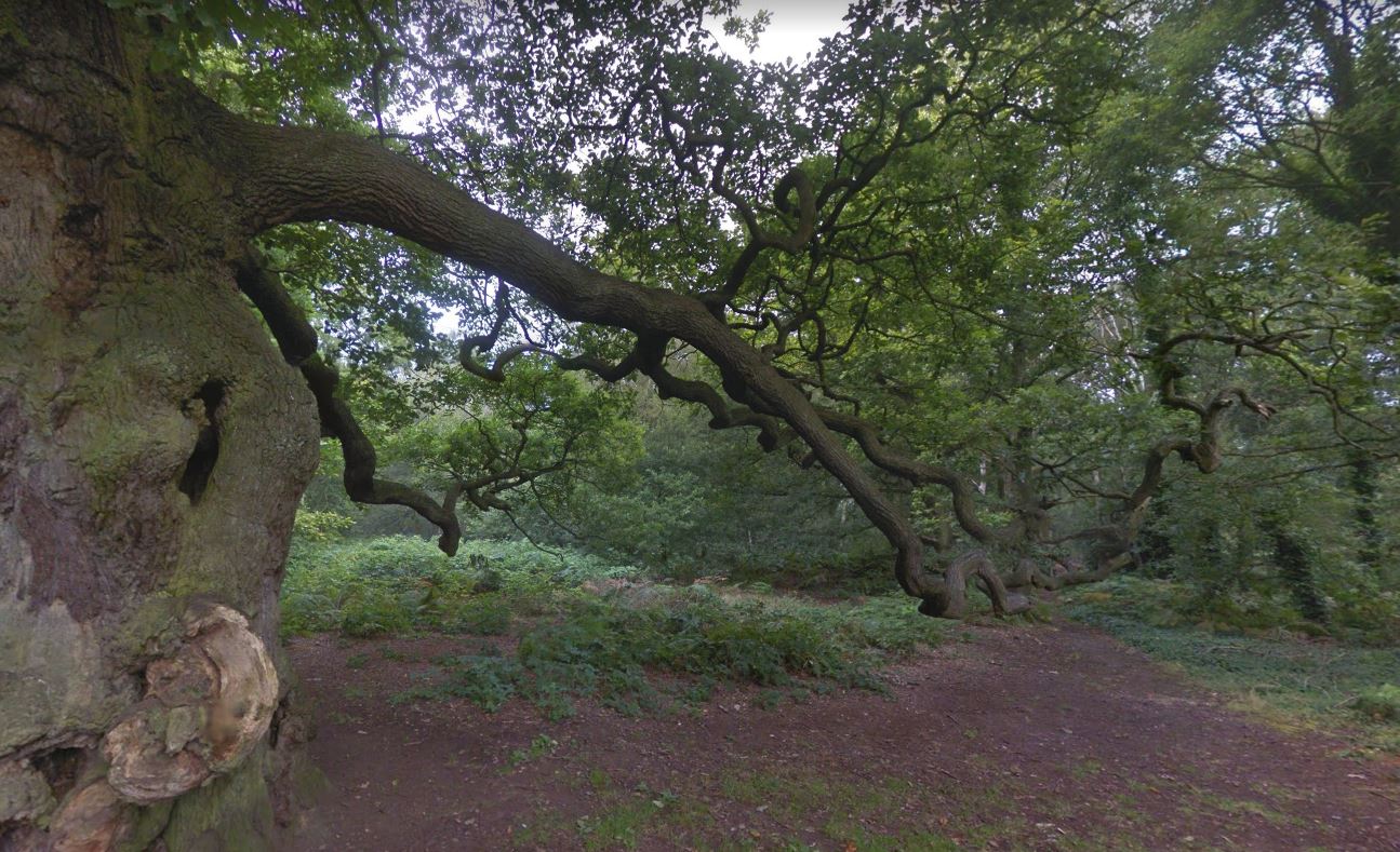 English Historical Fiction Authors: Roger Godberd of Swannington