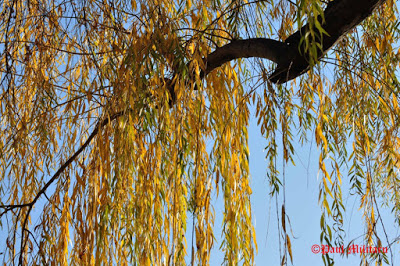 The sunbeam: October 2016