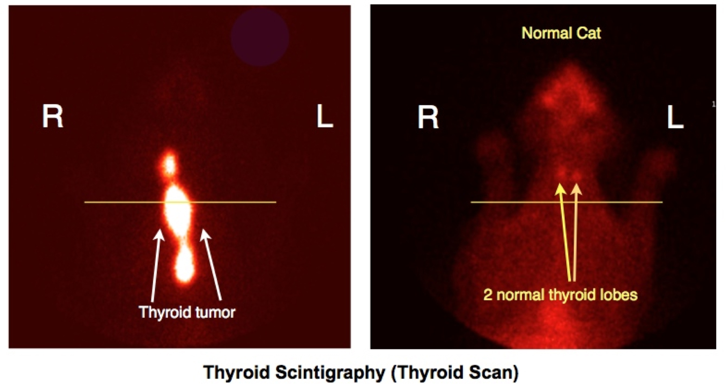 Animal Endocrine Clinic: Managing Hyperthyroid Cats that Become ...