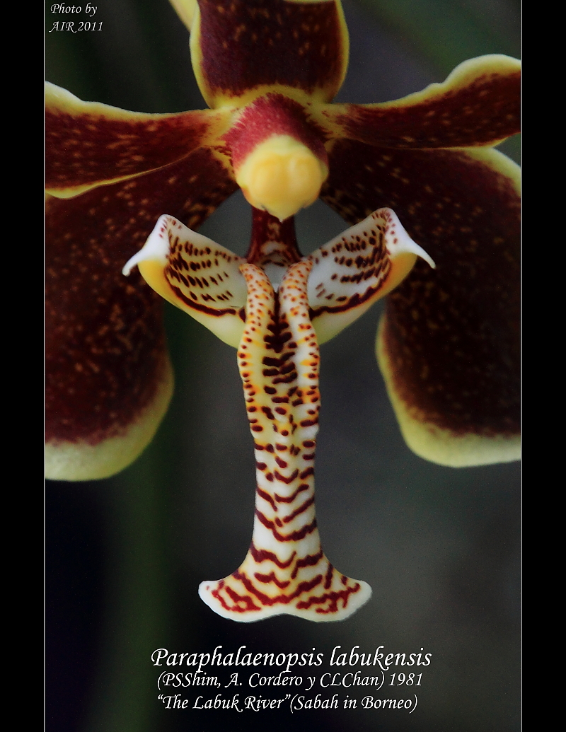 Orquídeas por Antonio: Paraphalaenopsis labukensis, una nativa de Borneo.