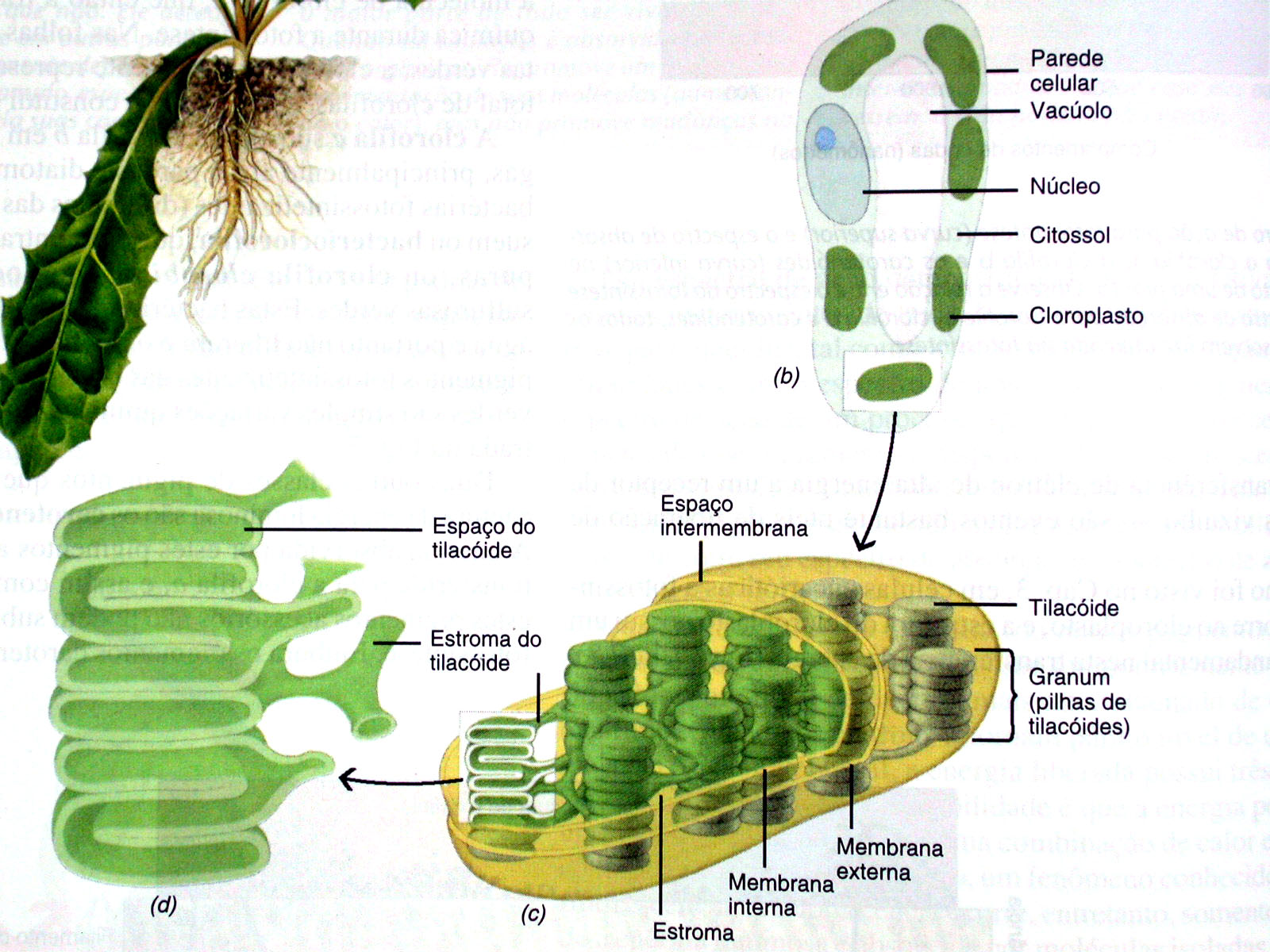 Plastos: Função dos Cloroplastos