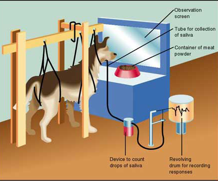 Pavlov's Dog - The Life (Psychology Universe)